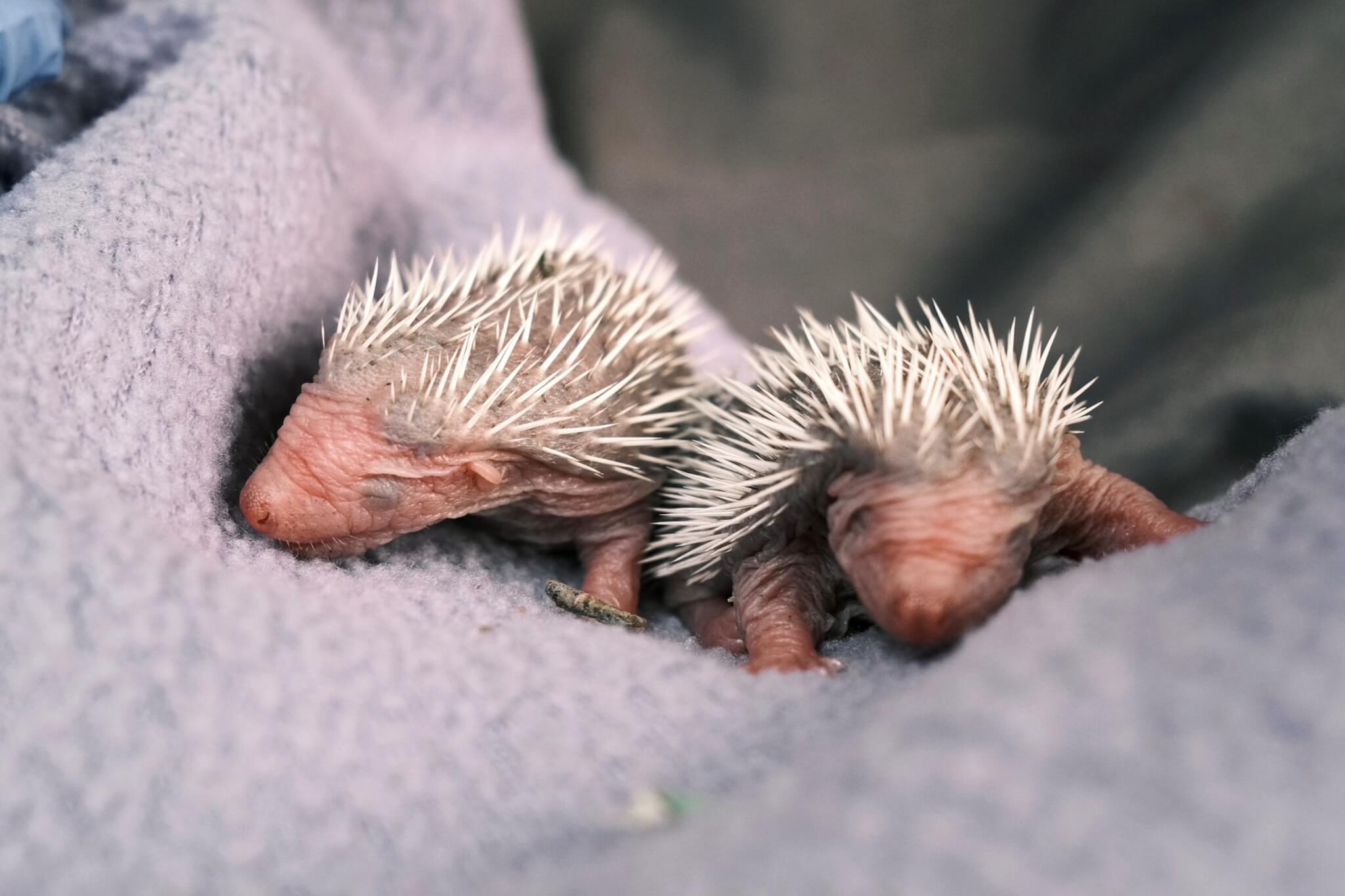 About us – Dorset Hedgehog Rescue