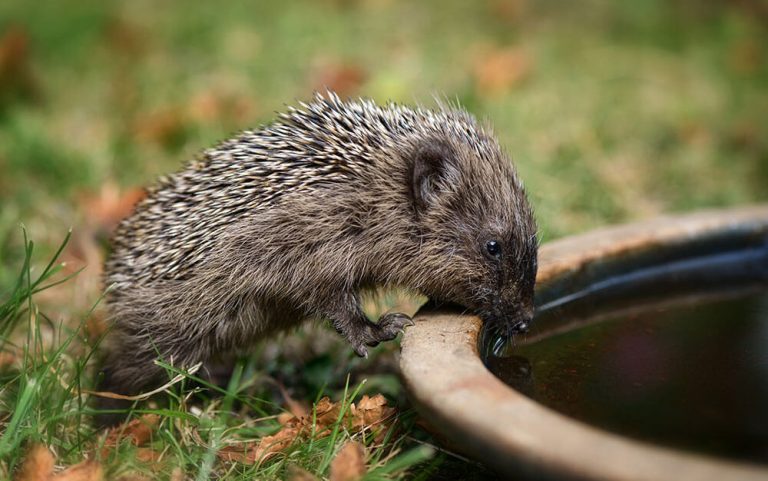 What do hedgehogs eat? – Dorset Hedgehog Rescue