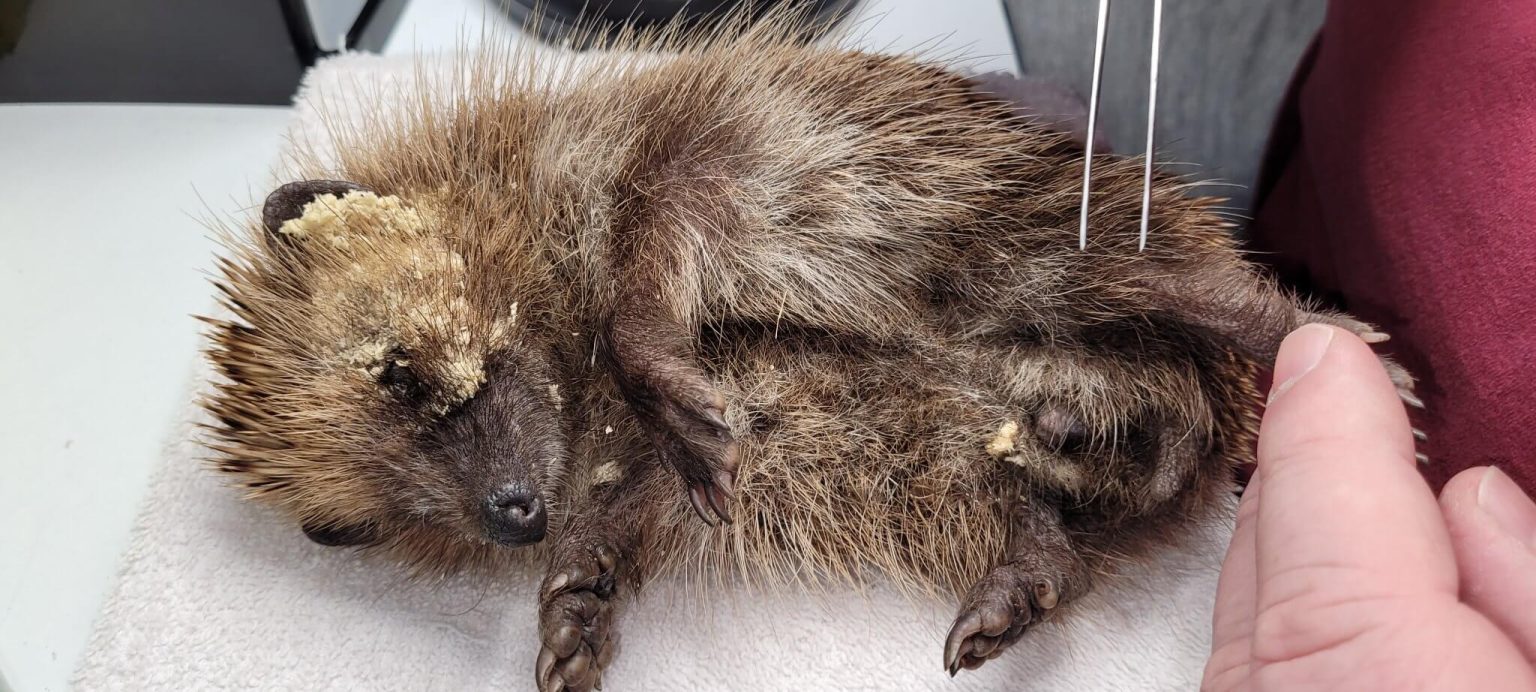 Flystrike – Dorset Hedgehog Rescue