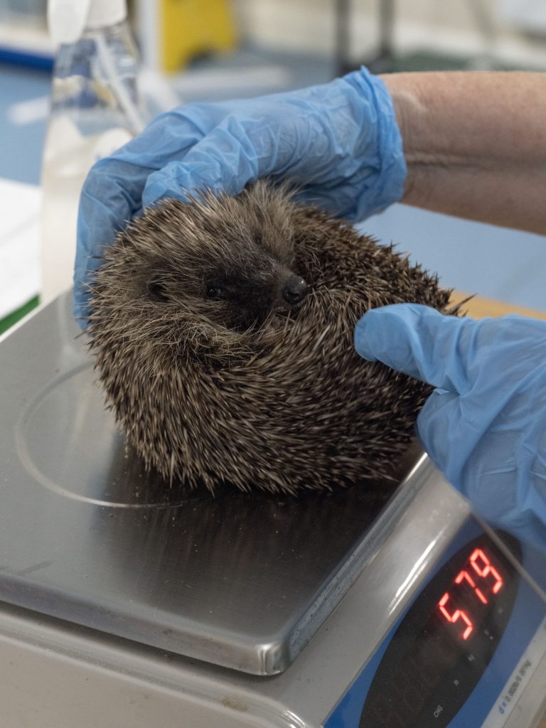 Hedgehogs & Hibernation – Dorset Hedgehog Rescue